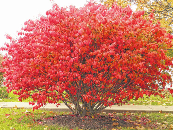 Rudy Haag Dwarf Burning Bush - Container | Breezy Hill Nursery - Main